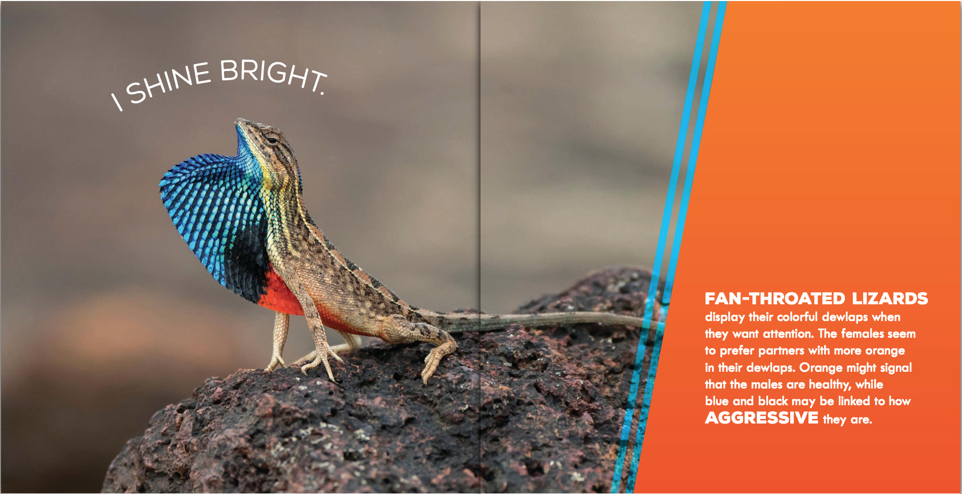 HIDDEN ANIMAL COLORS by Jane Park + GIVEAWAY!